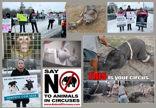 The Declaration Of Animal Rights - Friends of Vafa